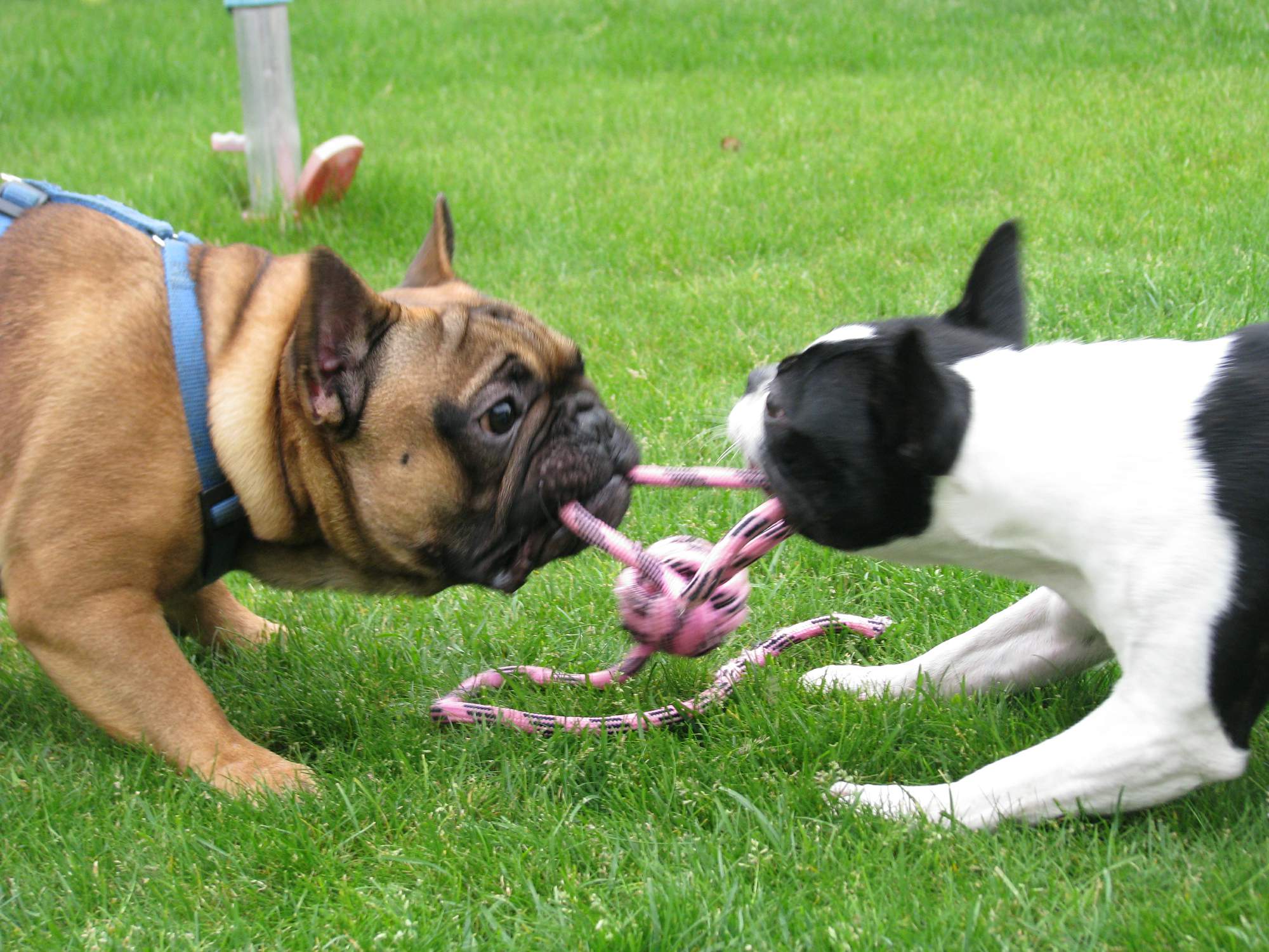 říjen 2016 - Bájin nový kámoš:-) – natusska – album on Rajče